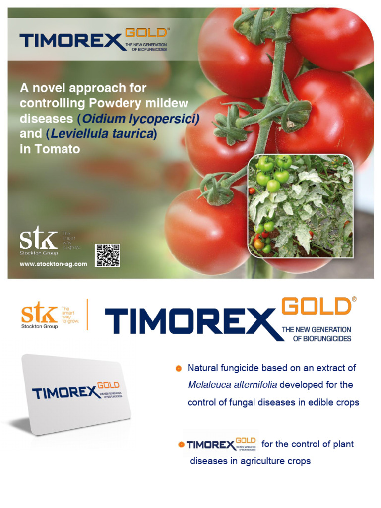 Timorex Gold Field Trials in Tomato | PDF | Fungus | Plants