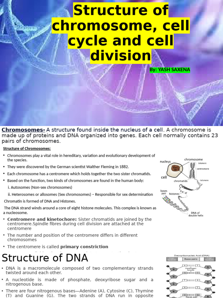 Cell Cycle | PDF | Mitosis | Meiosis