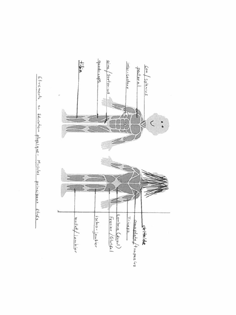 Groupes Musculaires À Apprendre | PDF