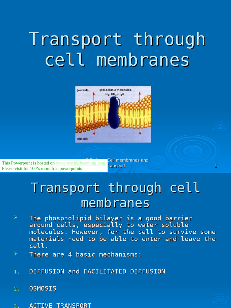 Cell Membrane Transport | PDF | Osmosis | Cell Membrane
