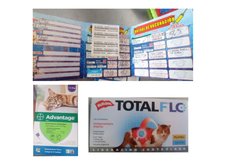 Ale - Documento ICA | PDF