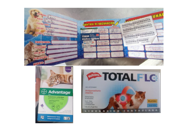Coco - Documento ICA | PDF