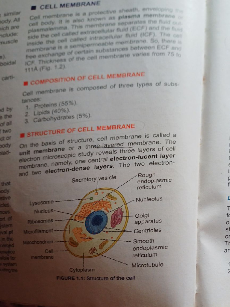 Cell Membrane | PDF