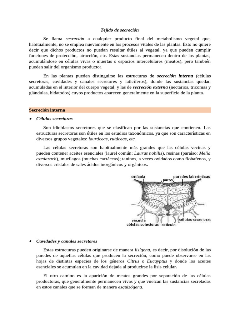 Tejido de Secreción | PDF | Hoja | Ramas de la botánica