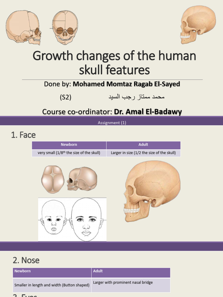 Growth Features of Adult Skull and Newly Born | PDF