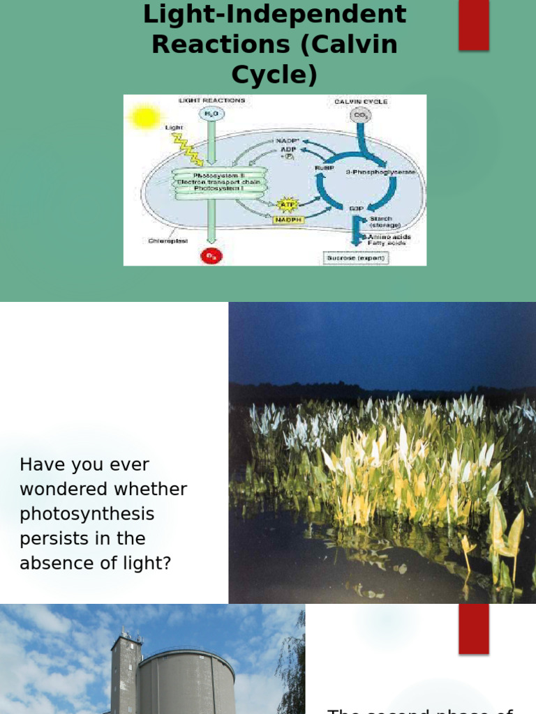 Gen Bio | PDF | Photosynthesis | Biology