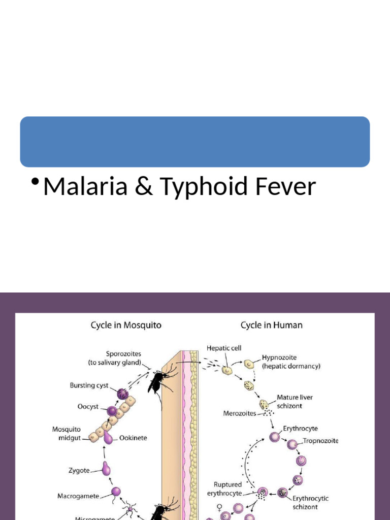 Malaria and Typhoid Fever Overview | PDF | Malaria | Plasmodium