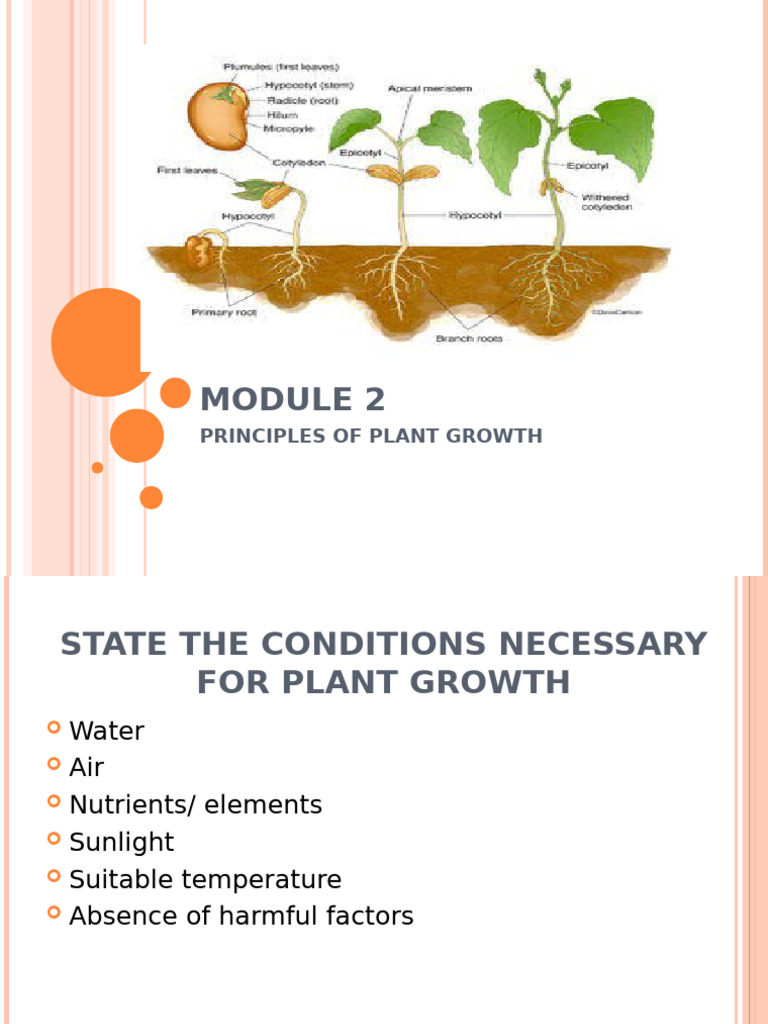 Module 2.1 - Principles of Plant Growth | PDF | Flowers | Pollination