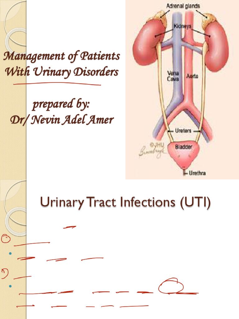 Comprehensive Guide to Urinary Disorders | PDF | Urinary Tract ...