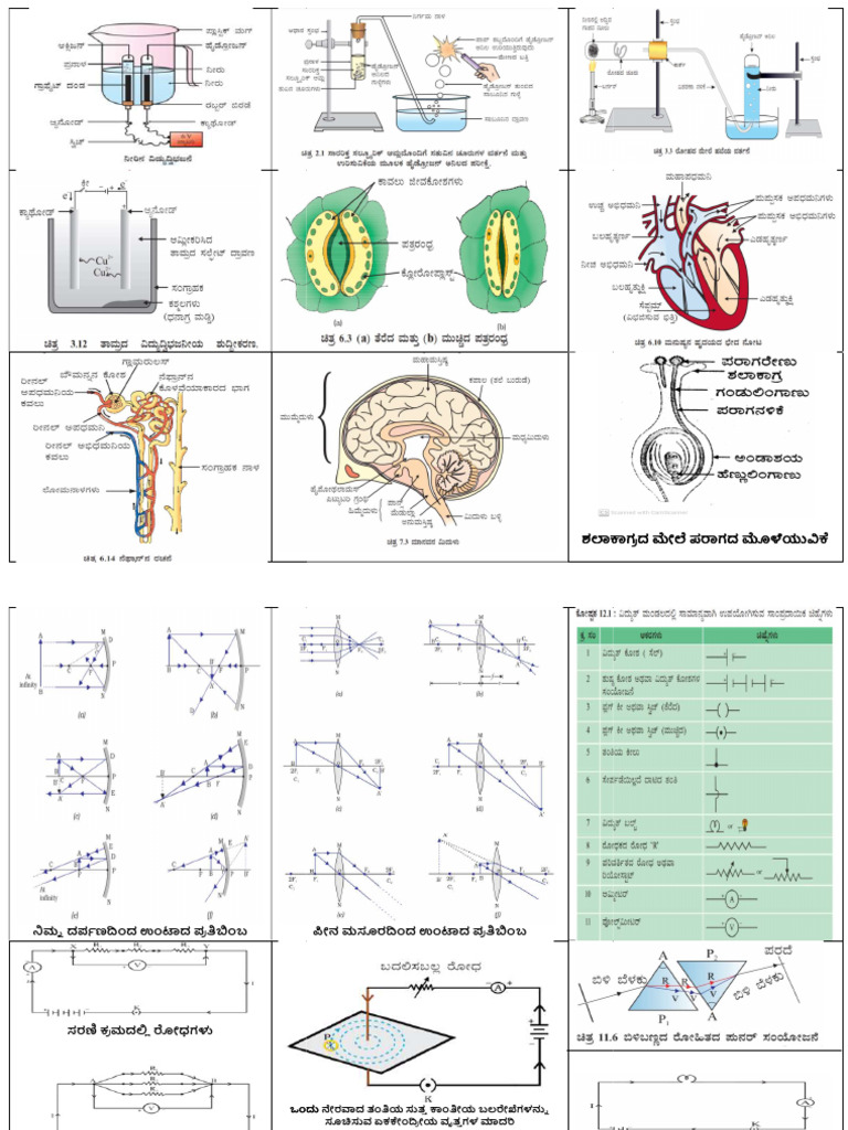 24.25sci Fig | PDF