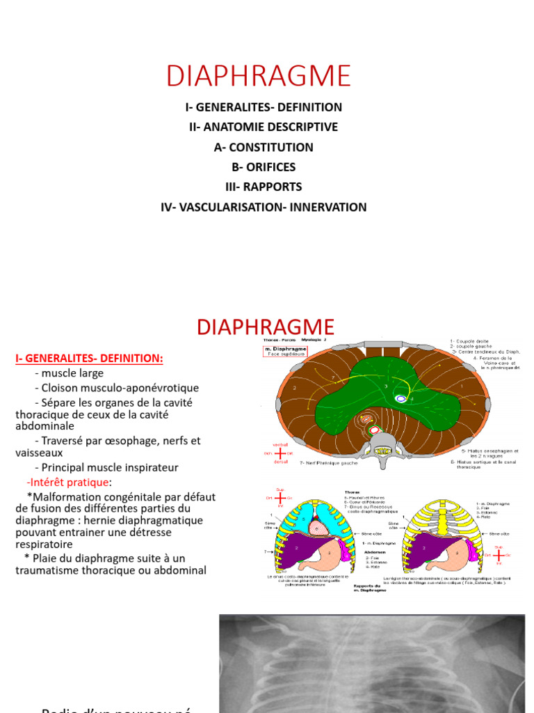 Anatomie du diaphragme et ses orifices | PDF | Anatomie humaine | Thorax