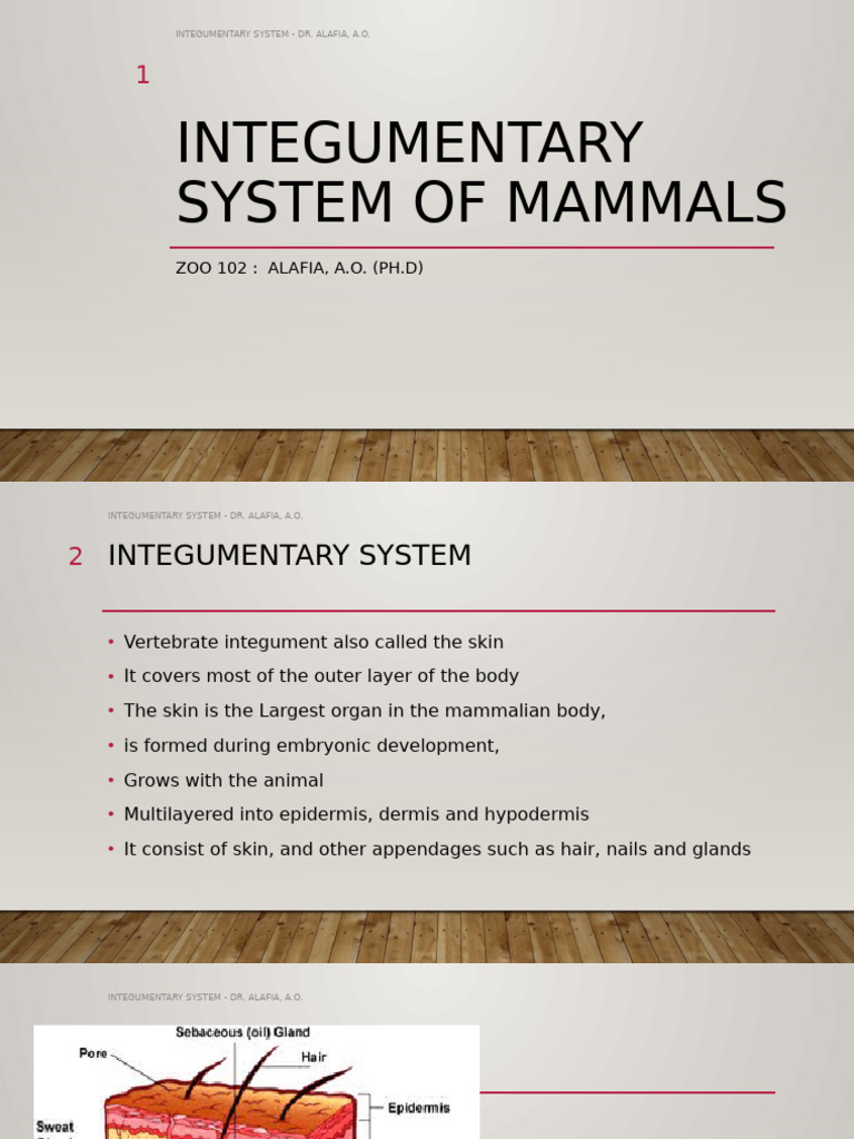 Zoo 102 Integumentary System of Vertebrates | PDF | Integumentary ...