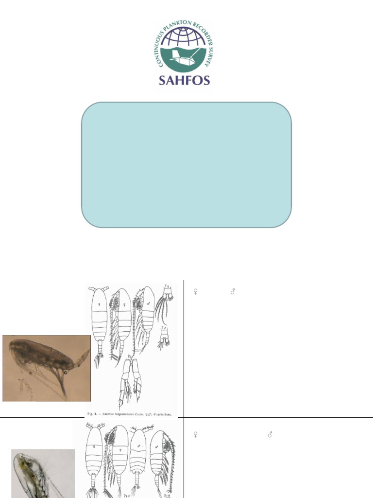 Common Zooplankton Species in the UK | PDF | Bivalvia