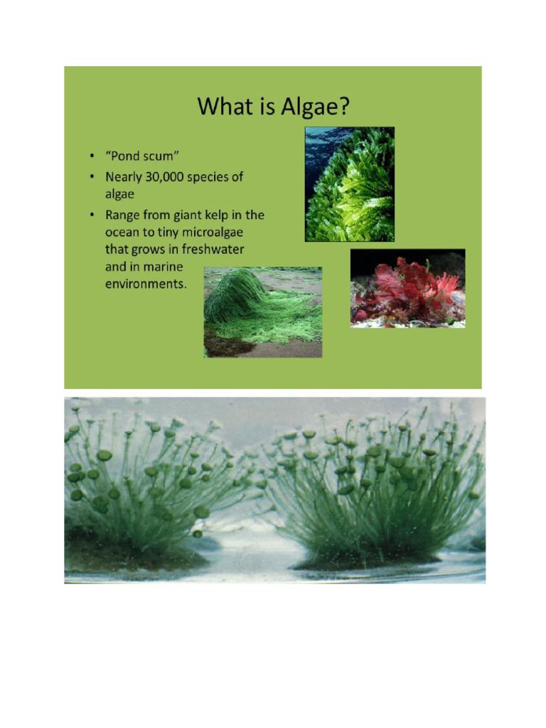 Algae | PDF | Cell (Biology) | Algae