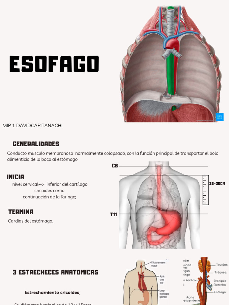 Anatomía y Fisiología del Esófago | PDF | Esófago | Gastroenterología