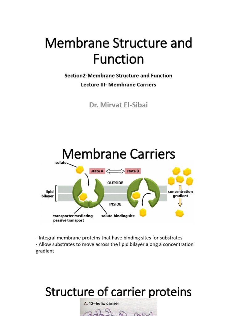 3-Membrane Carriers | PDF | Cell Membrane | Cell Biology