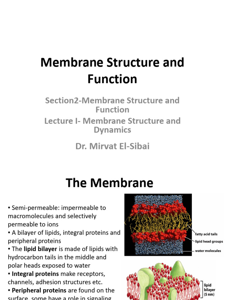 1-Membrane Structure and Dynamics | PDF | Cell Membrane | Lipid Bilayer