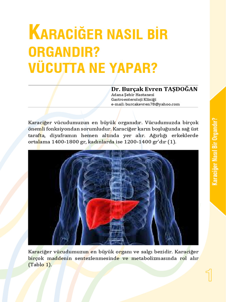Karaciger Nasil Bir Organdir Vucutta Ne Yapar | PDF