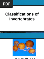 Invertebrate Classification Overview | PDF | Invertebrate | Biology