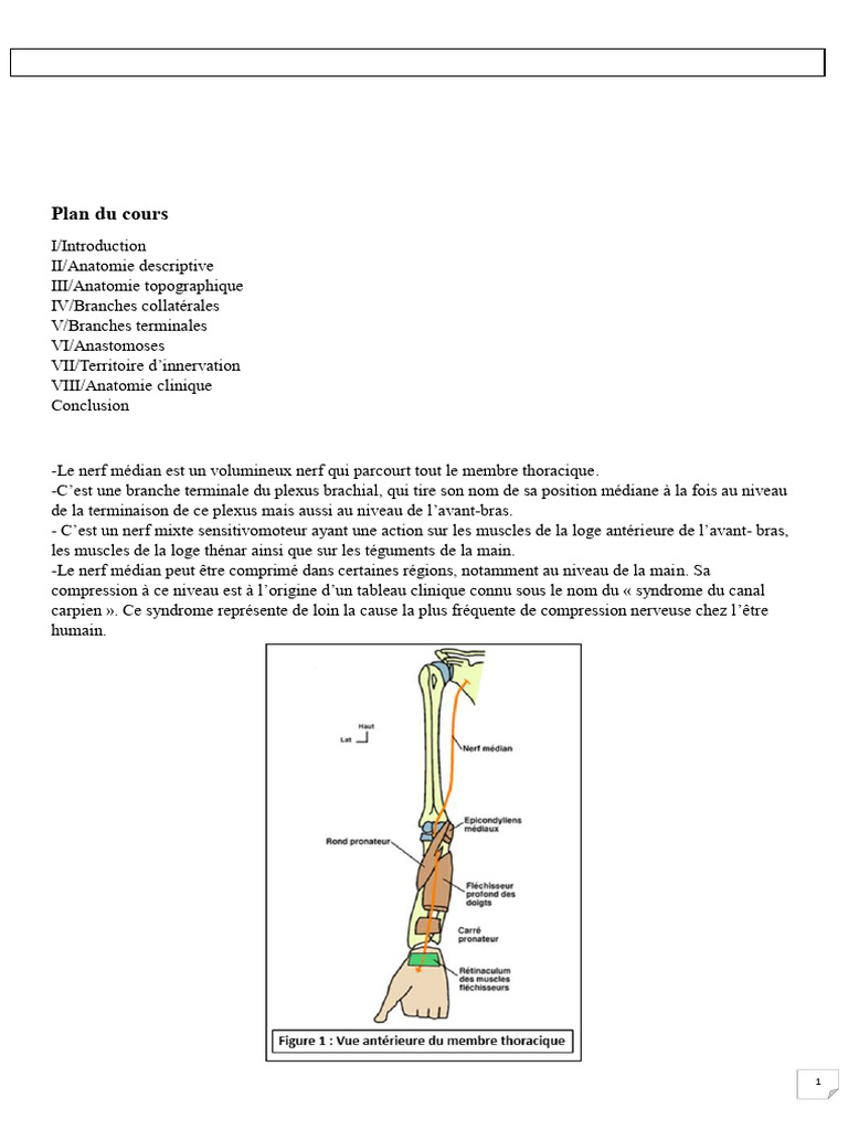 Anatomie du Nerf Médian de la Main | PDF | Syndrome du canal carpien | Main