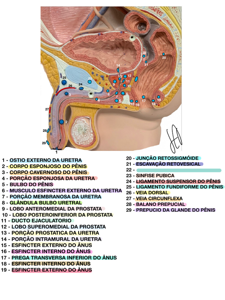 AV1 - Anato ROTEIRO LMF REPRODUTIVO | PDF | Clitóris | Próstata