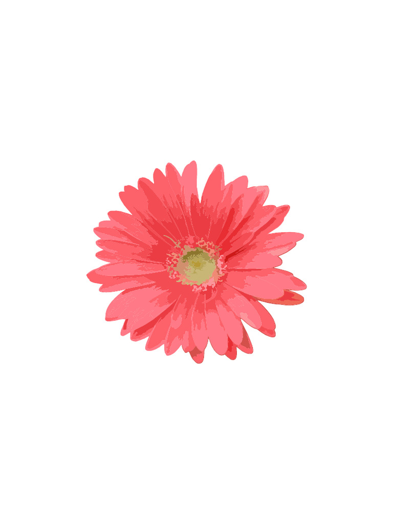 Gerbera | PDF