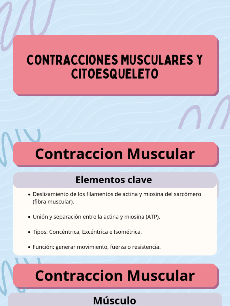 Ciclo de Contracción Muscular: Actina y Miosina | PDF | Actina | Músculo