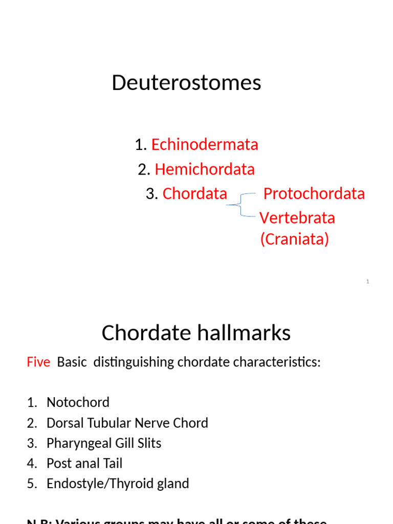 Chordate Characteristics and Phyla Overview | PDF | Chordates