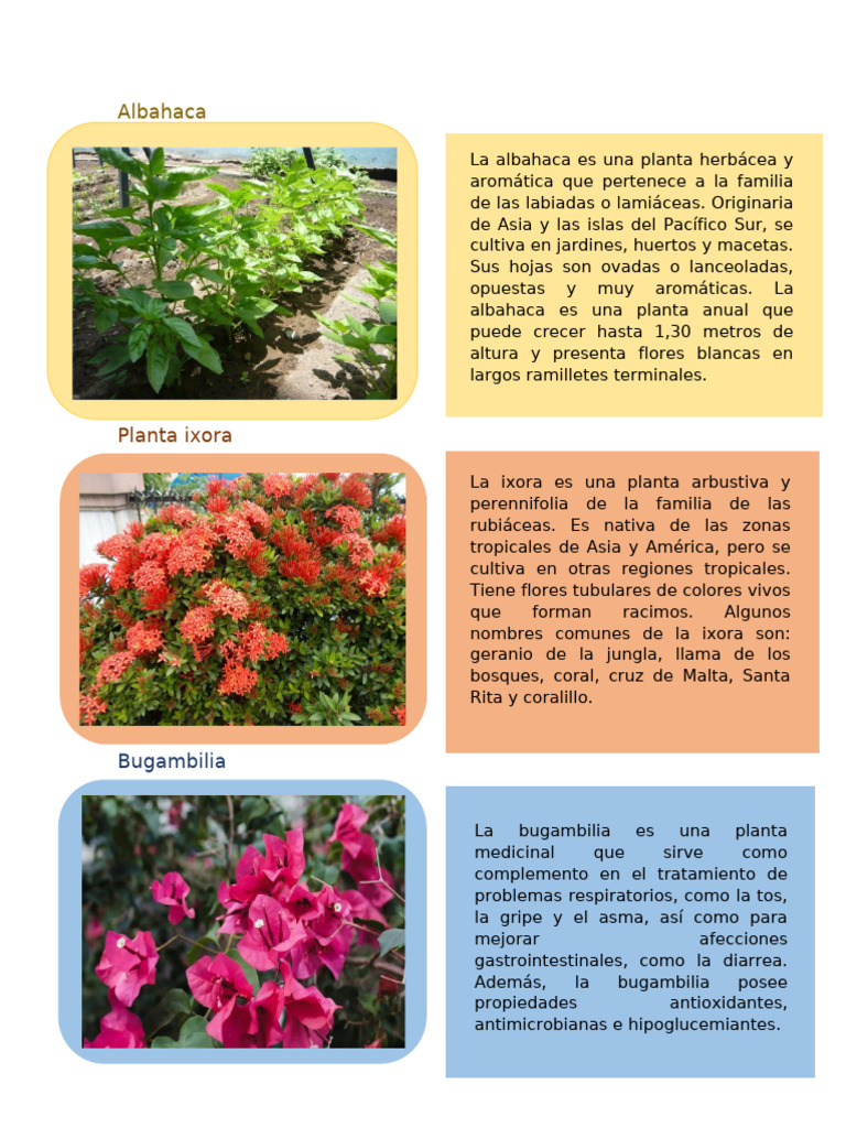 Nombres Científicos de Las Plantas | PDF