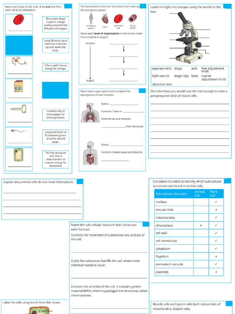 Y7 Cells Revision Mat | PDF