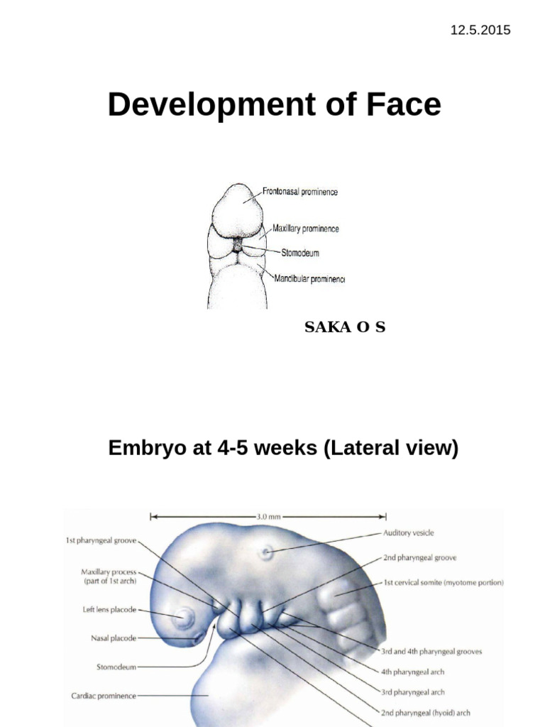 Development of Face Palate | PDF | Human Nose | Facial Features