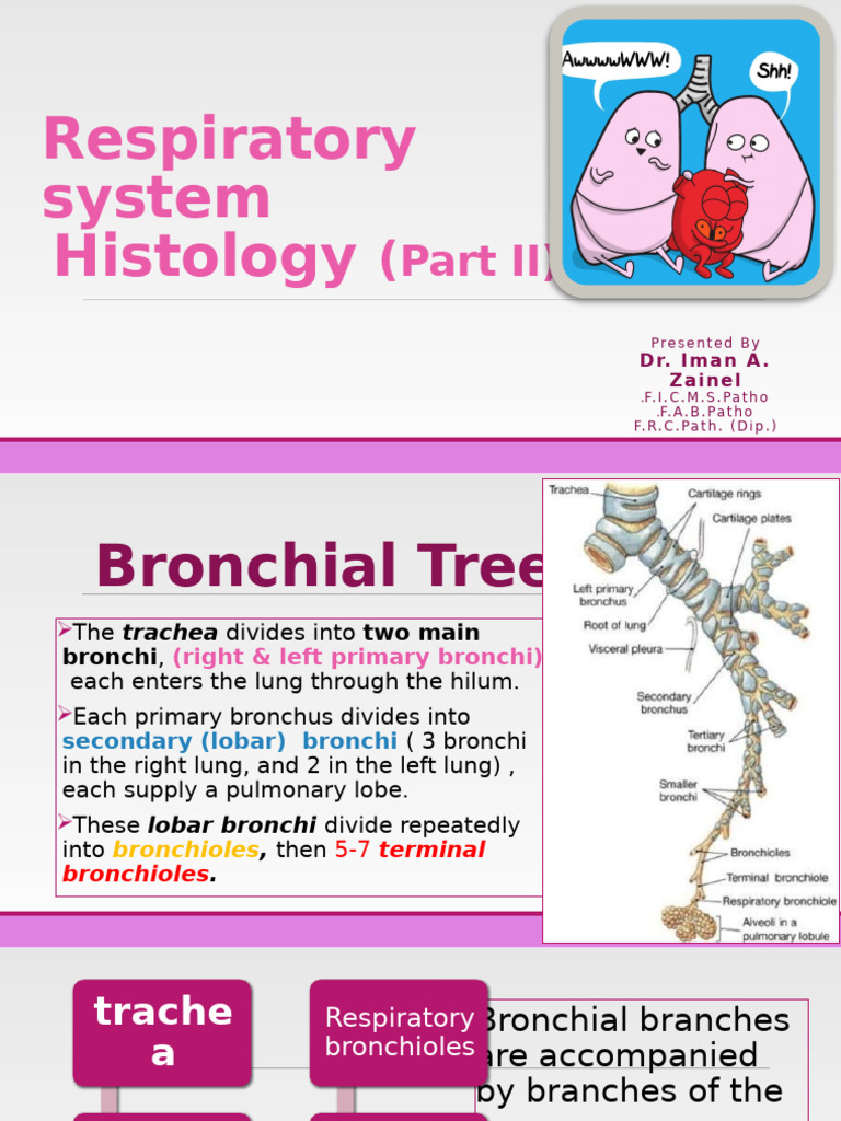 Bronchial Tree Histology Overview | PDF | Lung | Epithelium