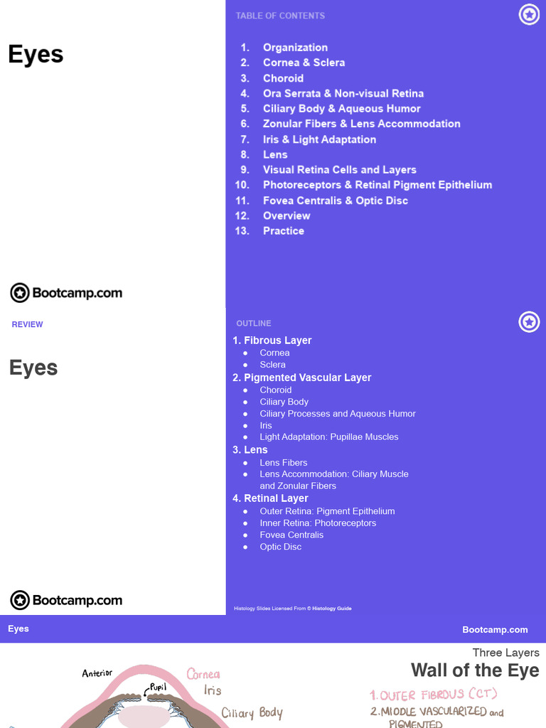 Chapter 14 Eyes Video Course | PDF | Retina | Cornea