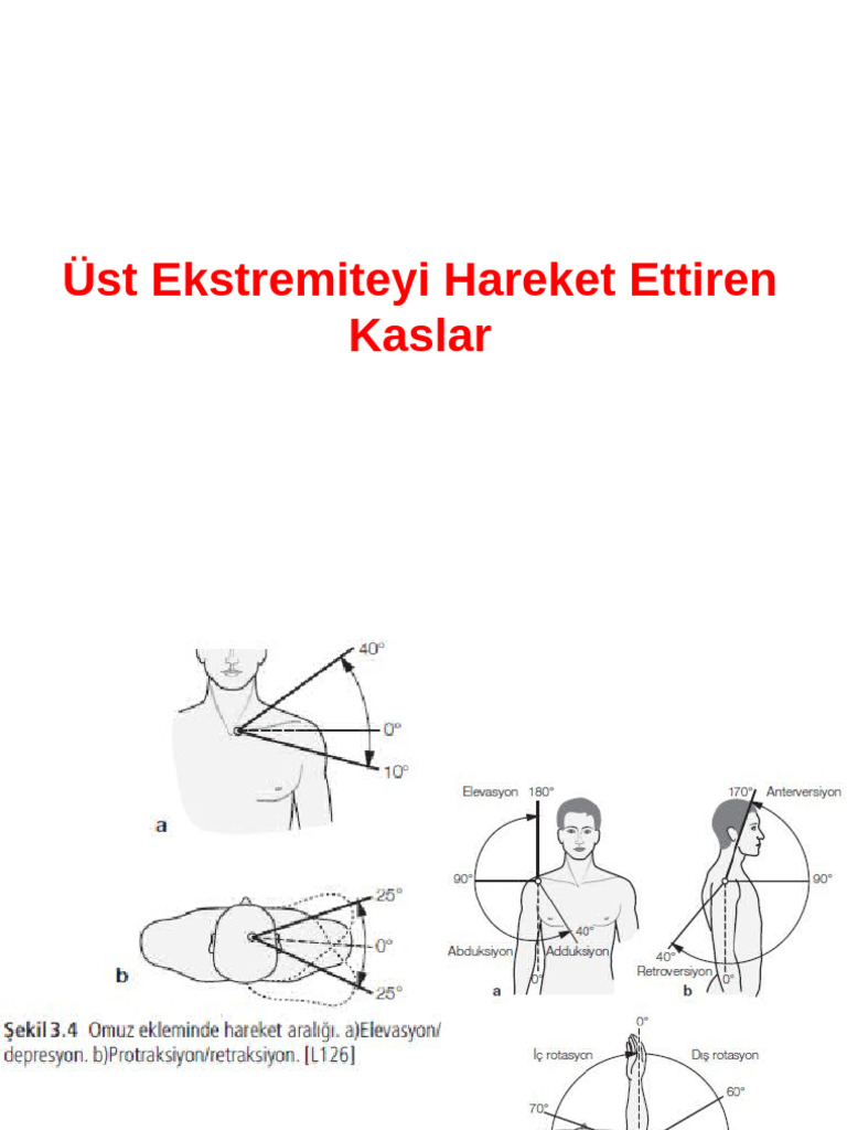 Üst Ekstremiteyi Hareket Ettiren Kaslar | PDF