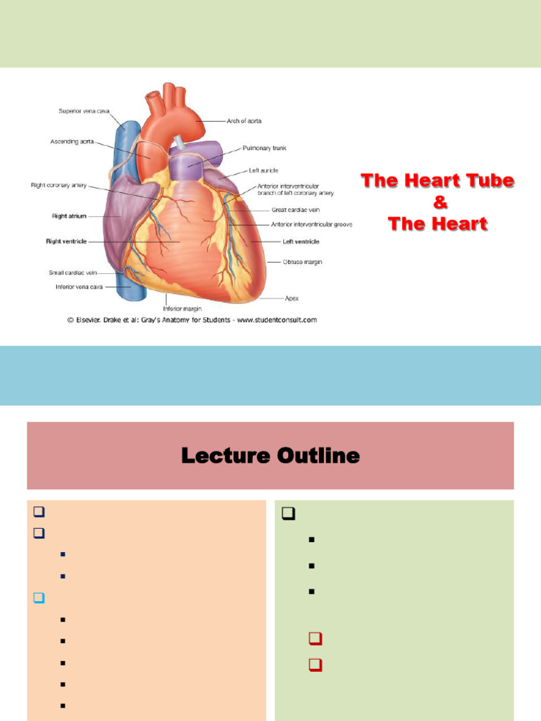 Cardiac Embryology - The Heart - On ZOOM Class-5 | PDF | Atrium (Heart ...