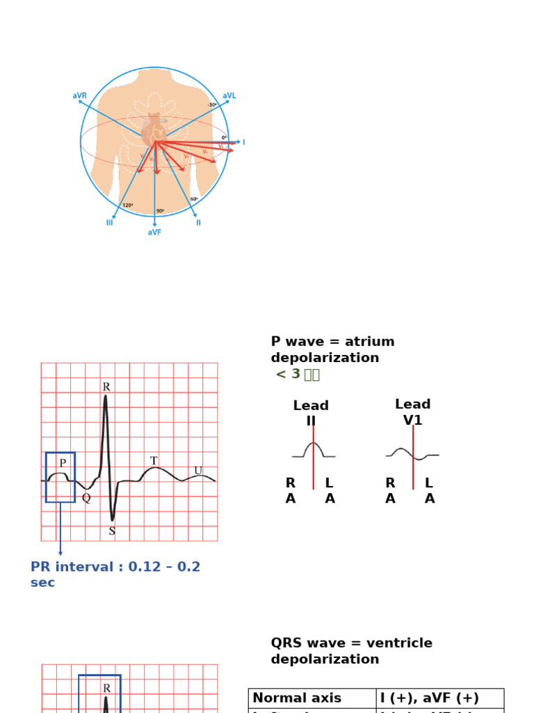 EKG (3) | PDF | Internal Medicine | Electrophysiology