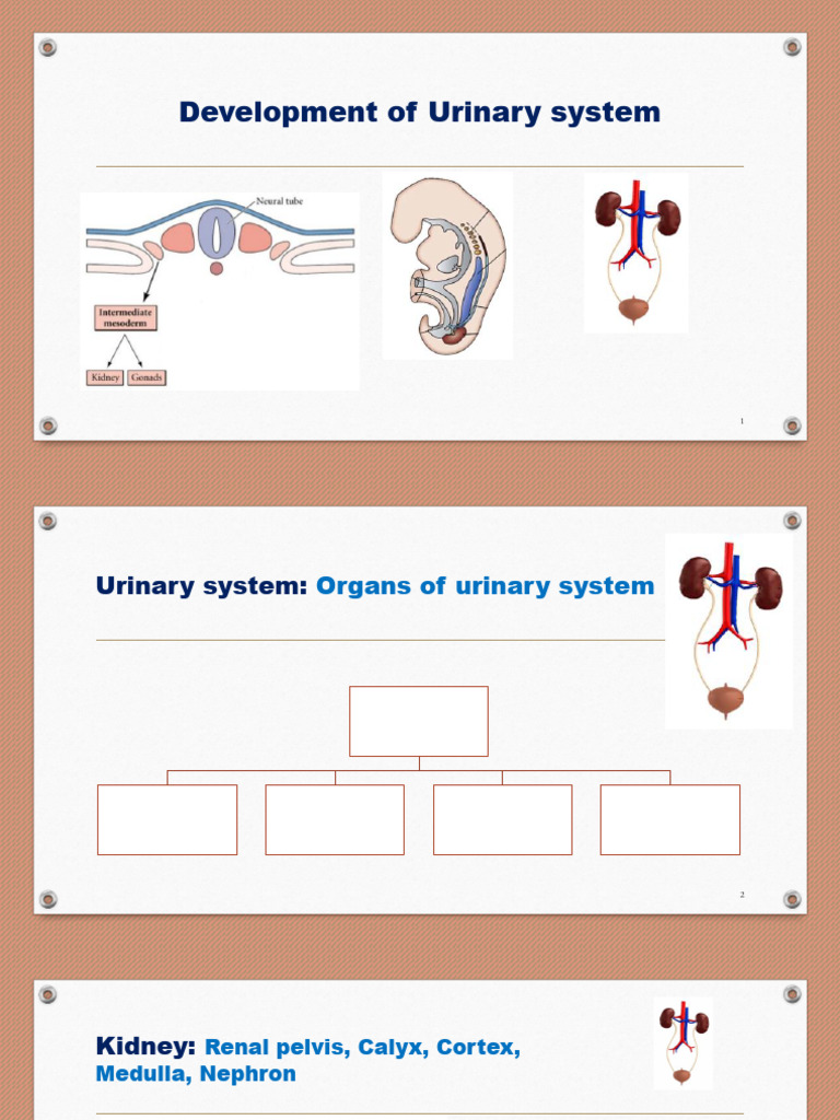 Urinary System Development Overview | PDF | Kidney | Urinary System
