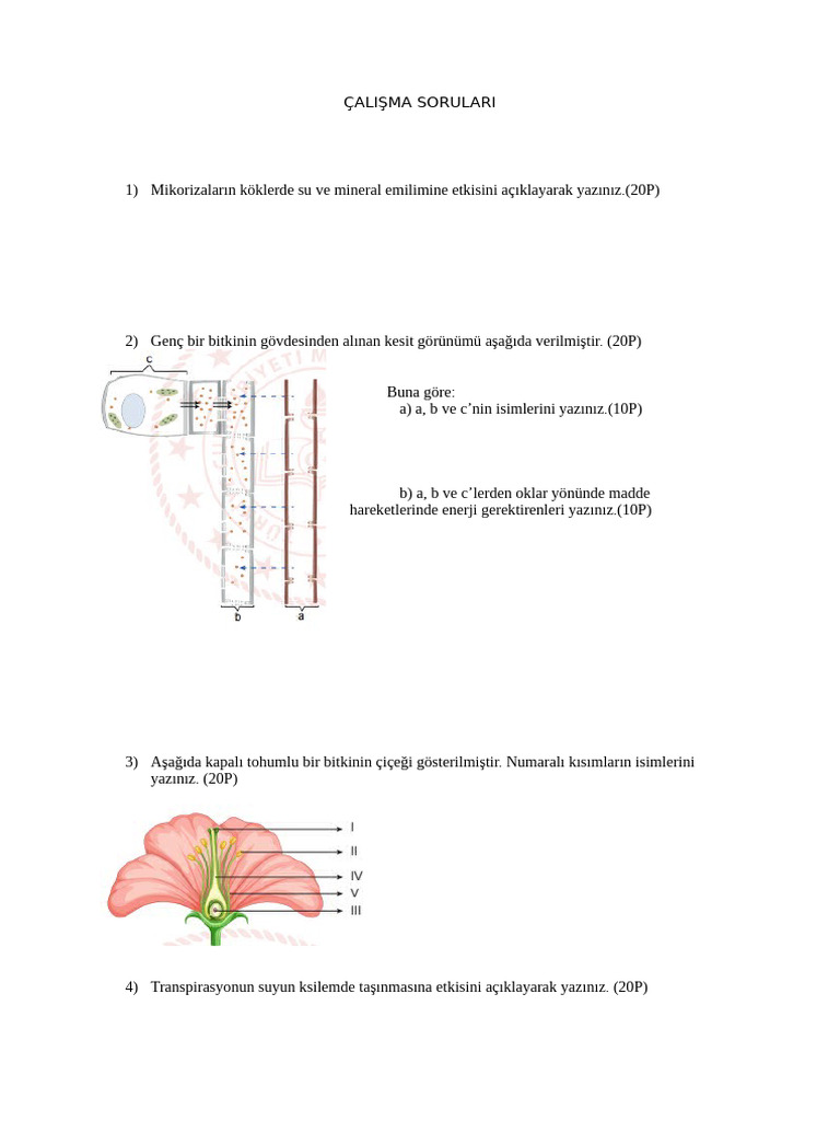 Calisma Sorulari 12ub | PDF