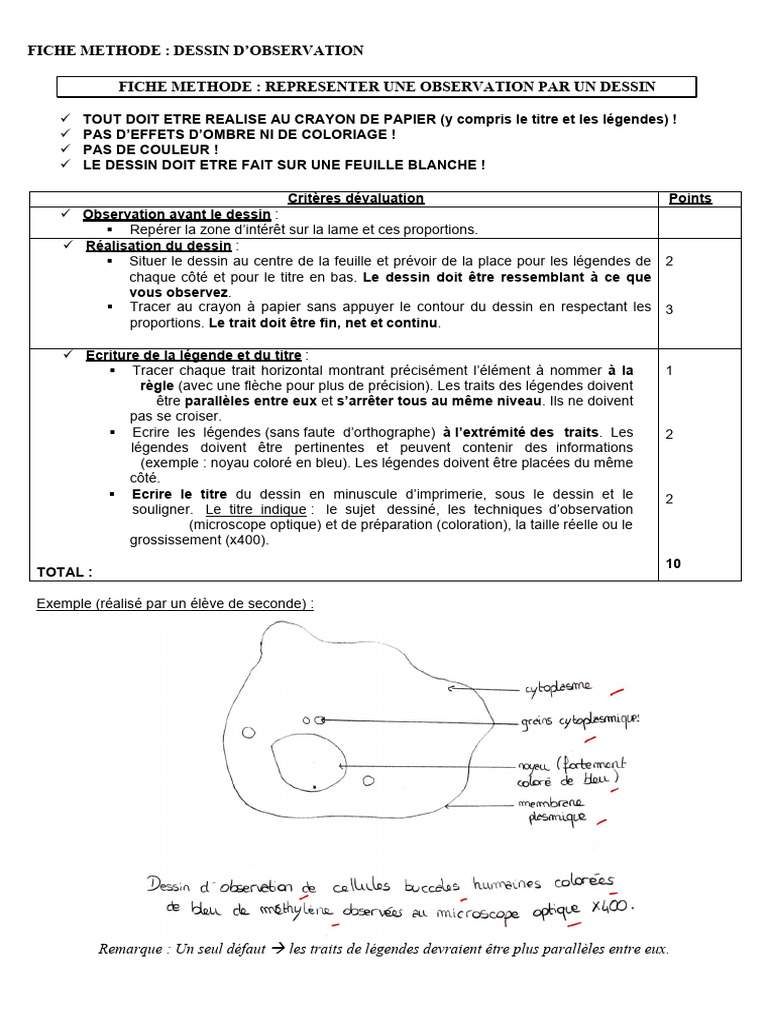 Méthode de dessin d'observation au crayon | PDF