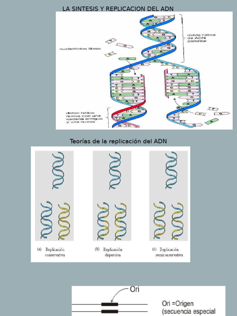 Replicacion ADN | PDF | Ciencia y matemáticas