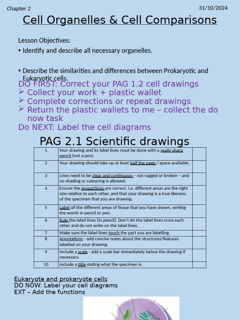 L6+7 Chap 2 - Organelles & Pro Vs Eu | PDF | Cell (Biology) | Endoplasmic Reticulum