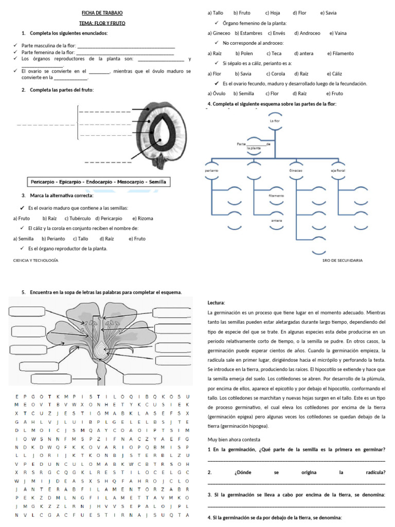 Flor y Fruto: Conceptos Clave para 1ro Secundaria | PDF | Flores ...