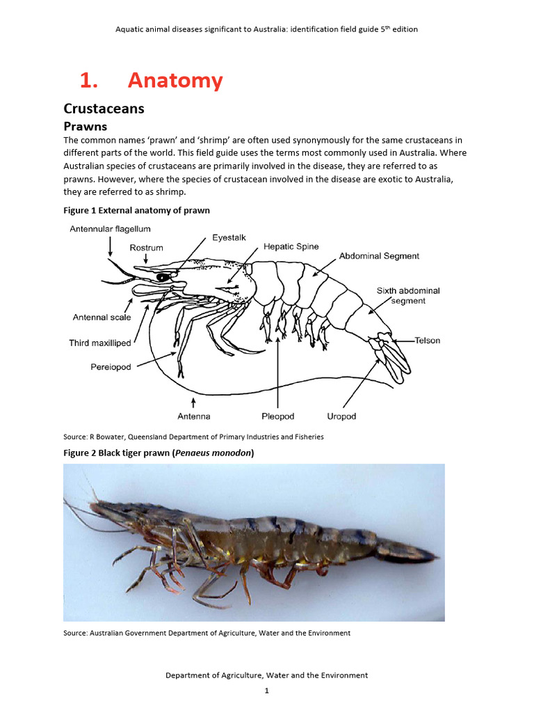 Crustacean Anatomy | PDF | Crustacean | Arthropods