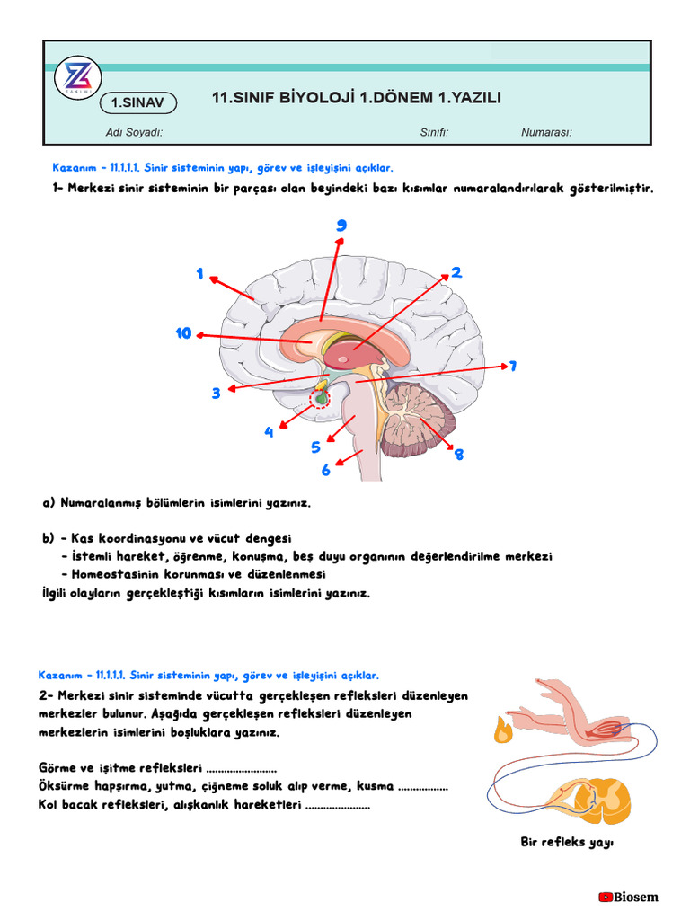 11.sinif Biyoloji 1.donem 1.yazili Sorulari | PDF