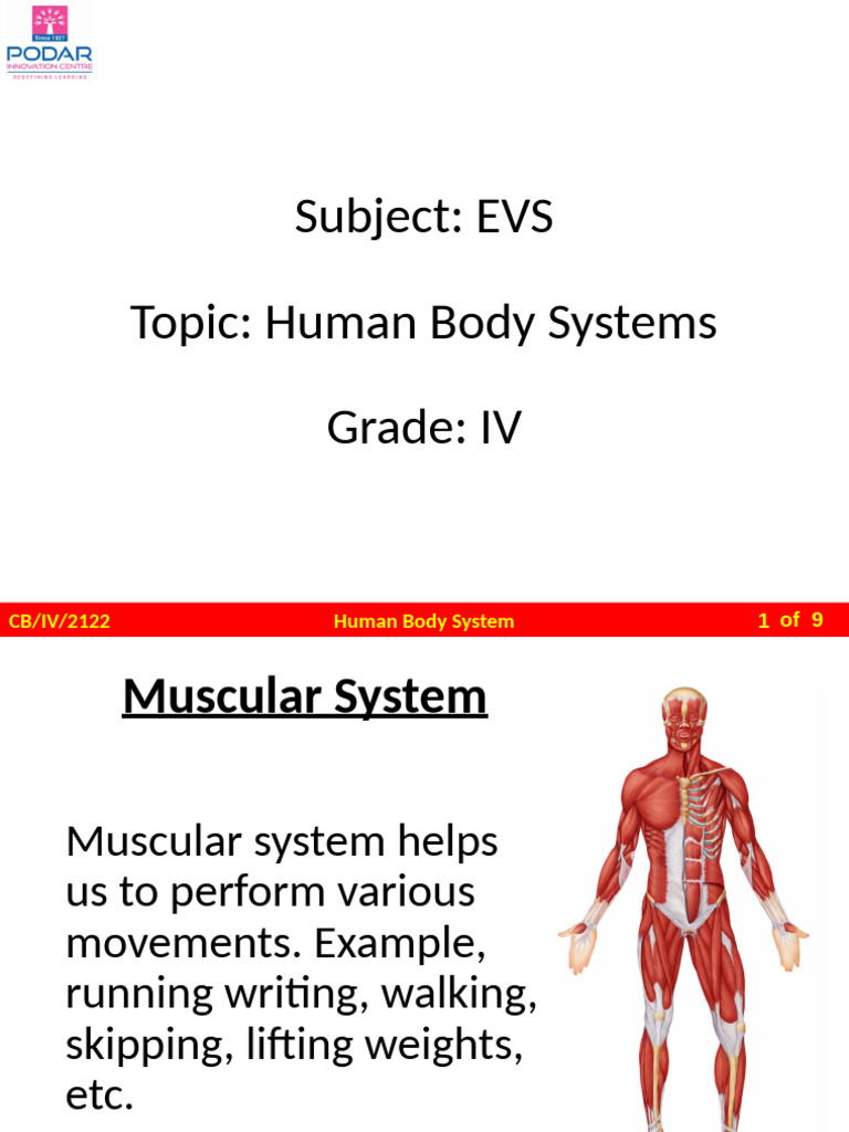 CB IV EVS Human Body Systems | PDF