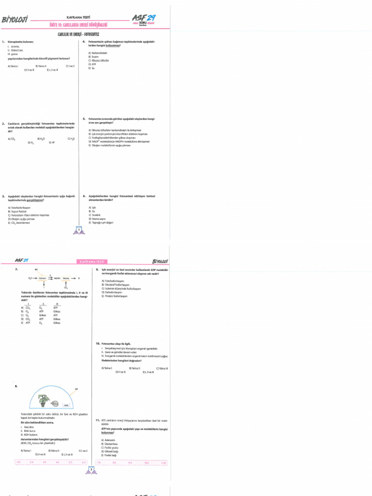 Asf Fotosentez | PDF