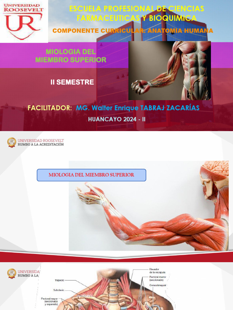 Clase de Musculos Superiores | PDF | Hombro | Mano