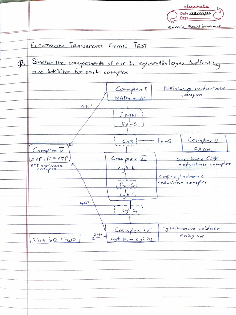Electron Transport Chain notes | PDF