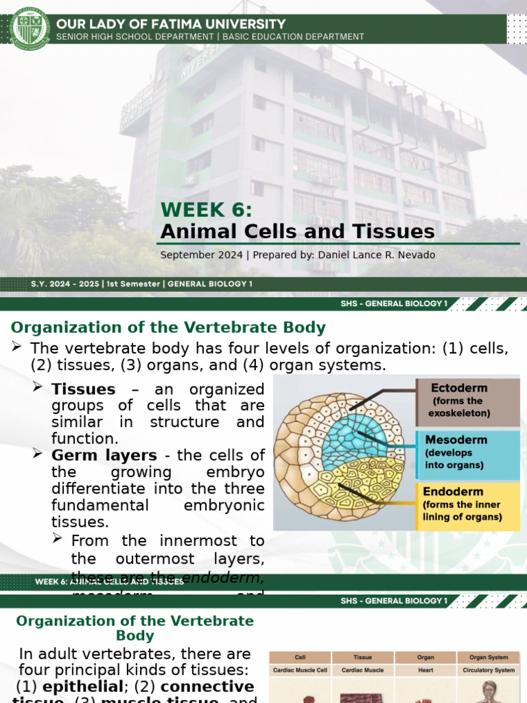 #4 Animal Cells and Tissues | PDF | Epithelium | Tissue (Biology)