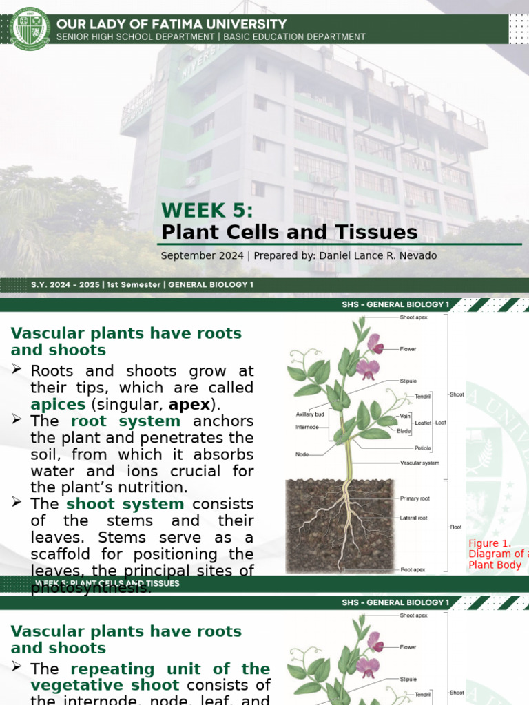 #3 Plant Cells and Tissues | PDF | Tissue (Biology) | Plant Stem
